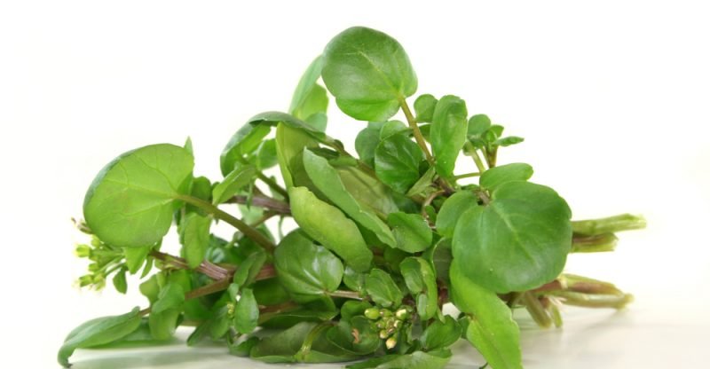 19 Amazing Benefits of Watercress - Natural Food Series