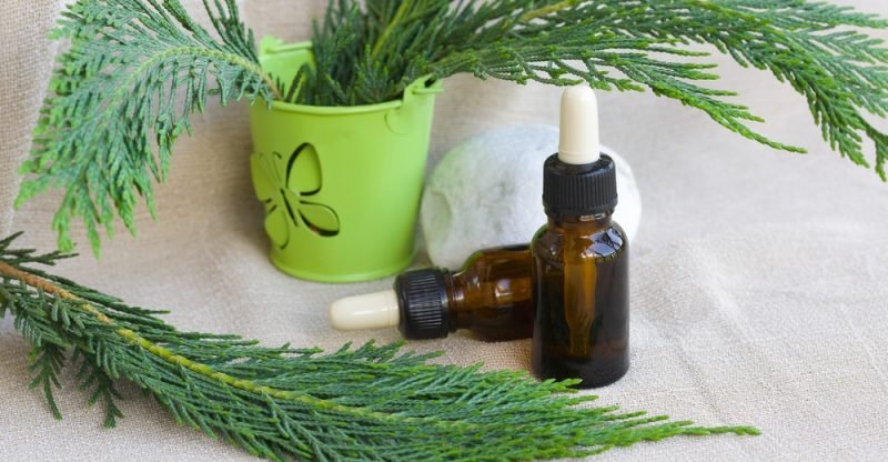 11 Amazing Benefits of Thuja Essential Oil - Natural Food Series