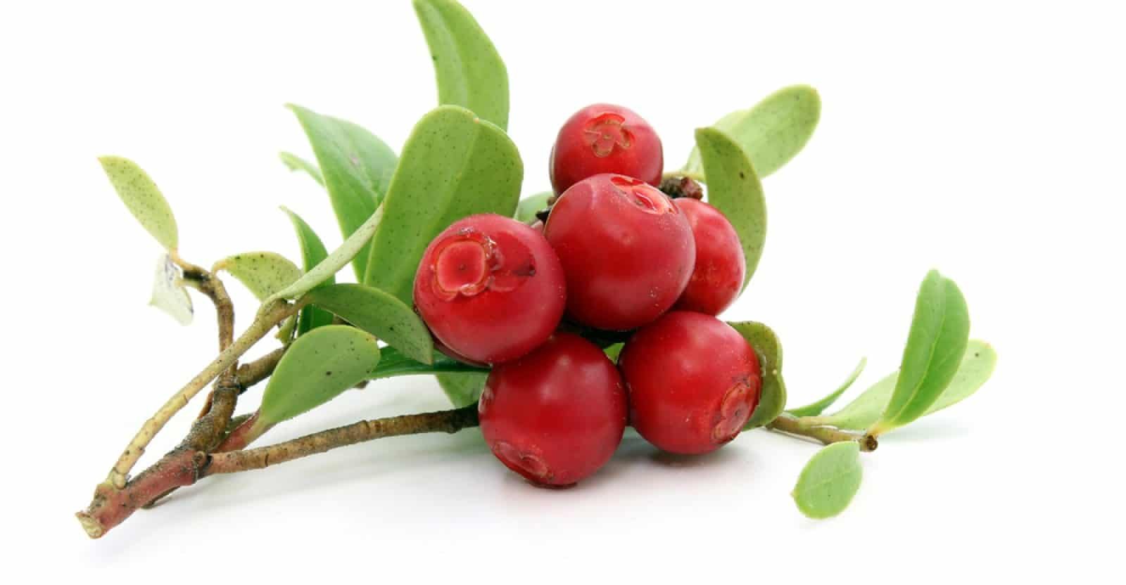 16 Amazing Health Benefits of Crowberries - Natural Food Series