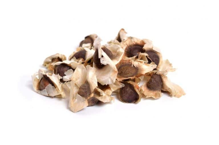 10 Health Benefits of Moringa Seeds - Natural Food Series